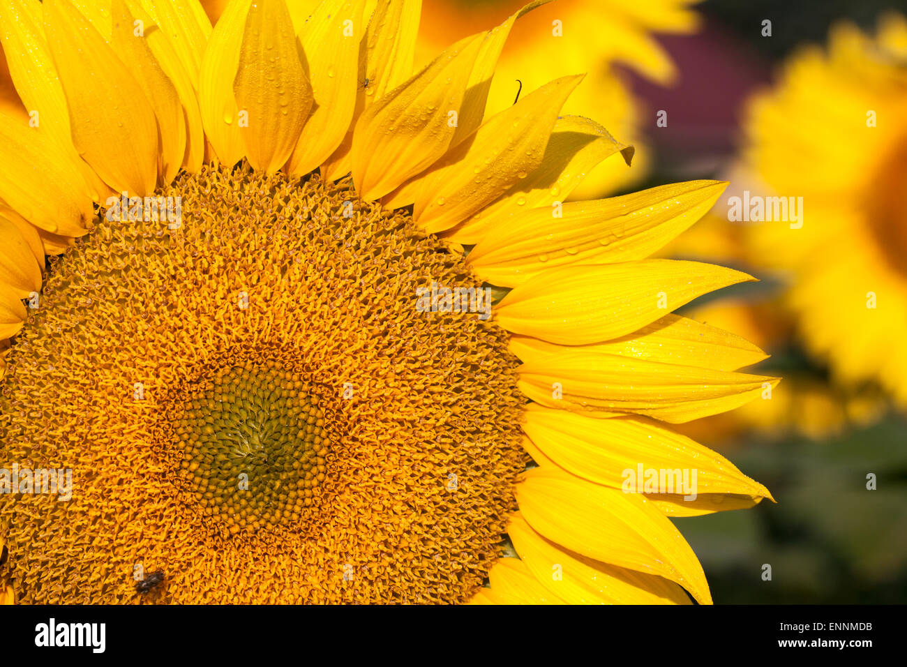 Big bright happy sunflower hi-res stock photography and images - Alamy
