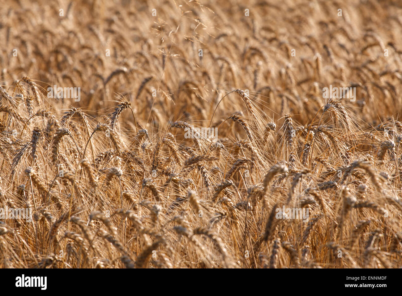 Wheat field ready for harvest growing in a farm field Stock Photo - Alamy