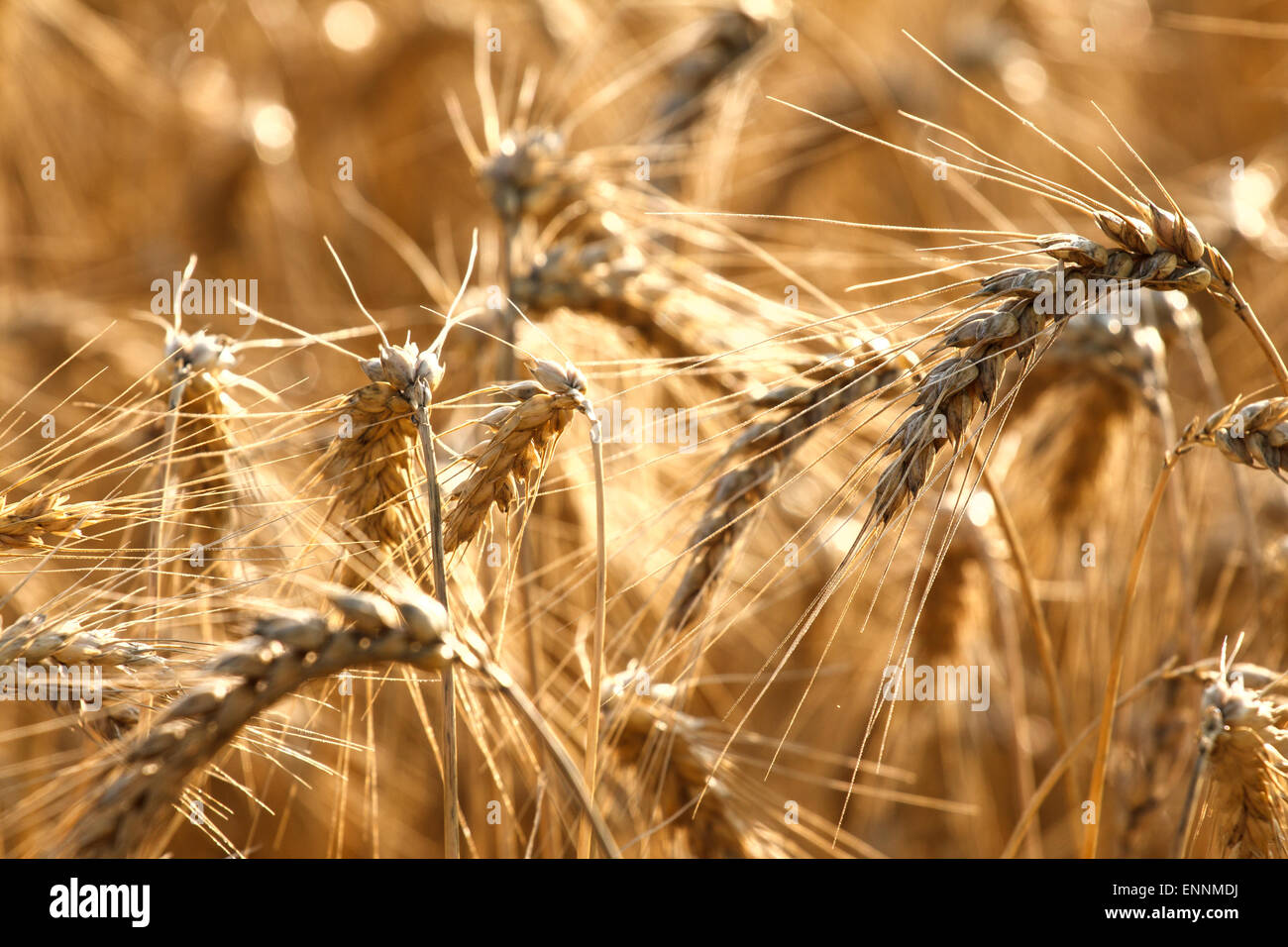 Wheat field ready for harvest growing in a farm field Stock Photo - Alamy