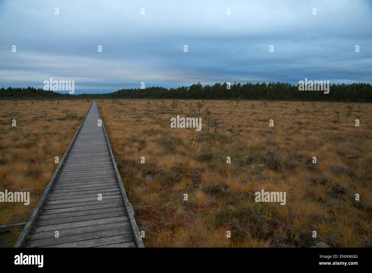 Mosse hi-res stock photography and images - Alamy