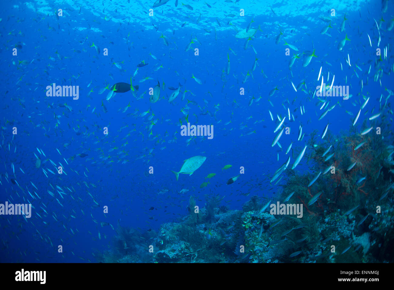 school of fish in blue water raja ampat Stock Photo - Alamy