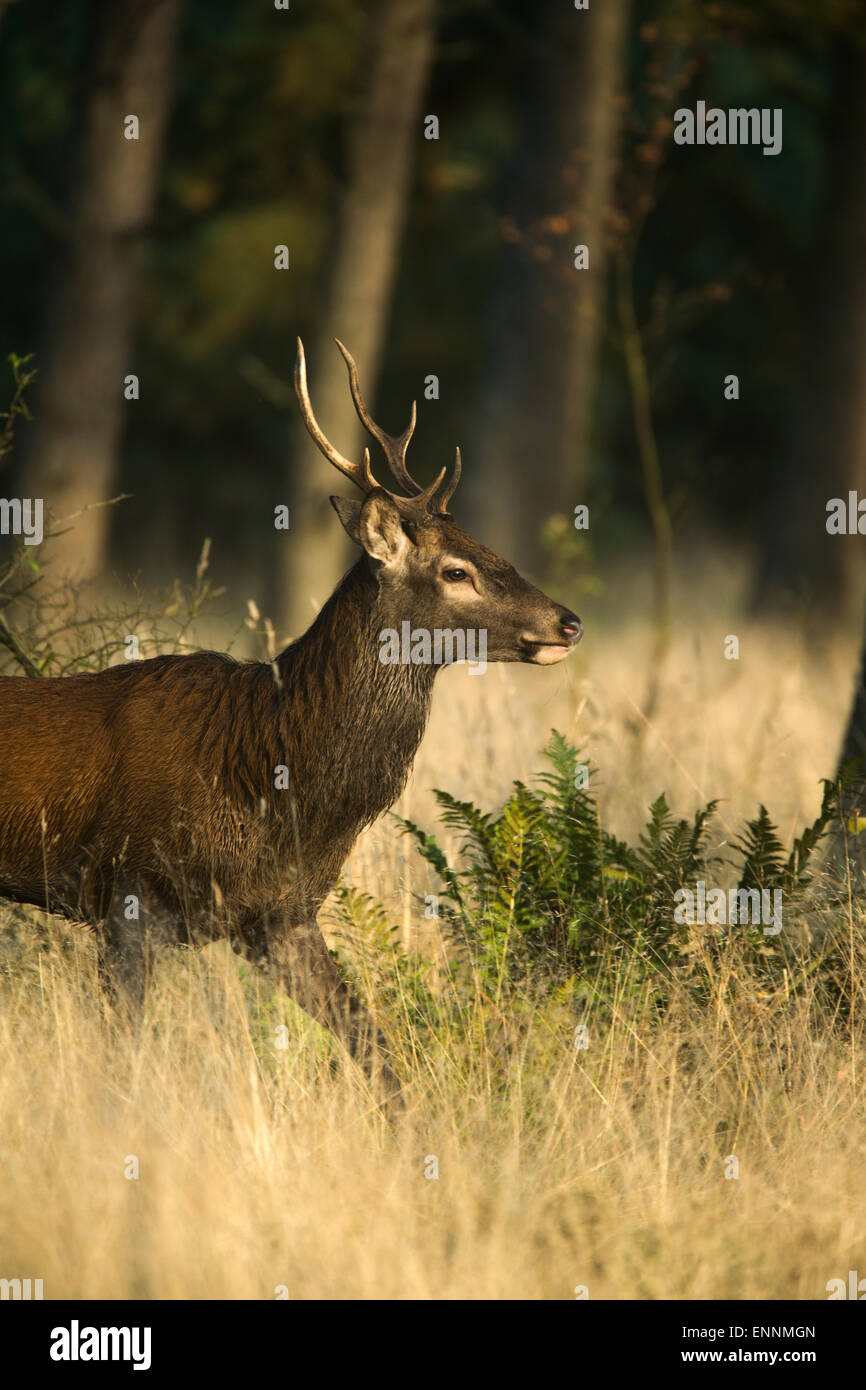 Stag mane hi-res stock photography and images - Alamy