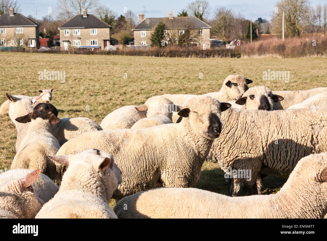 Sheep during a winter snow storm in February. Snowy field village of ...