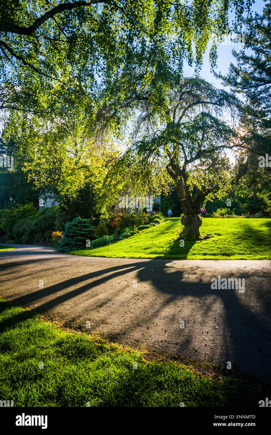 Tree and a walkway at Pittock Acres Park, in Portland, Oregon Stock ...