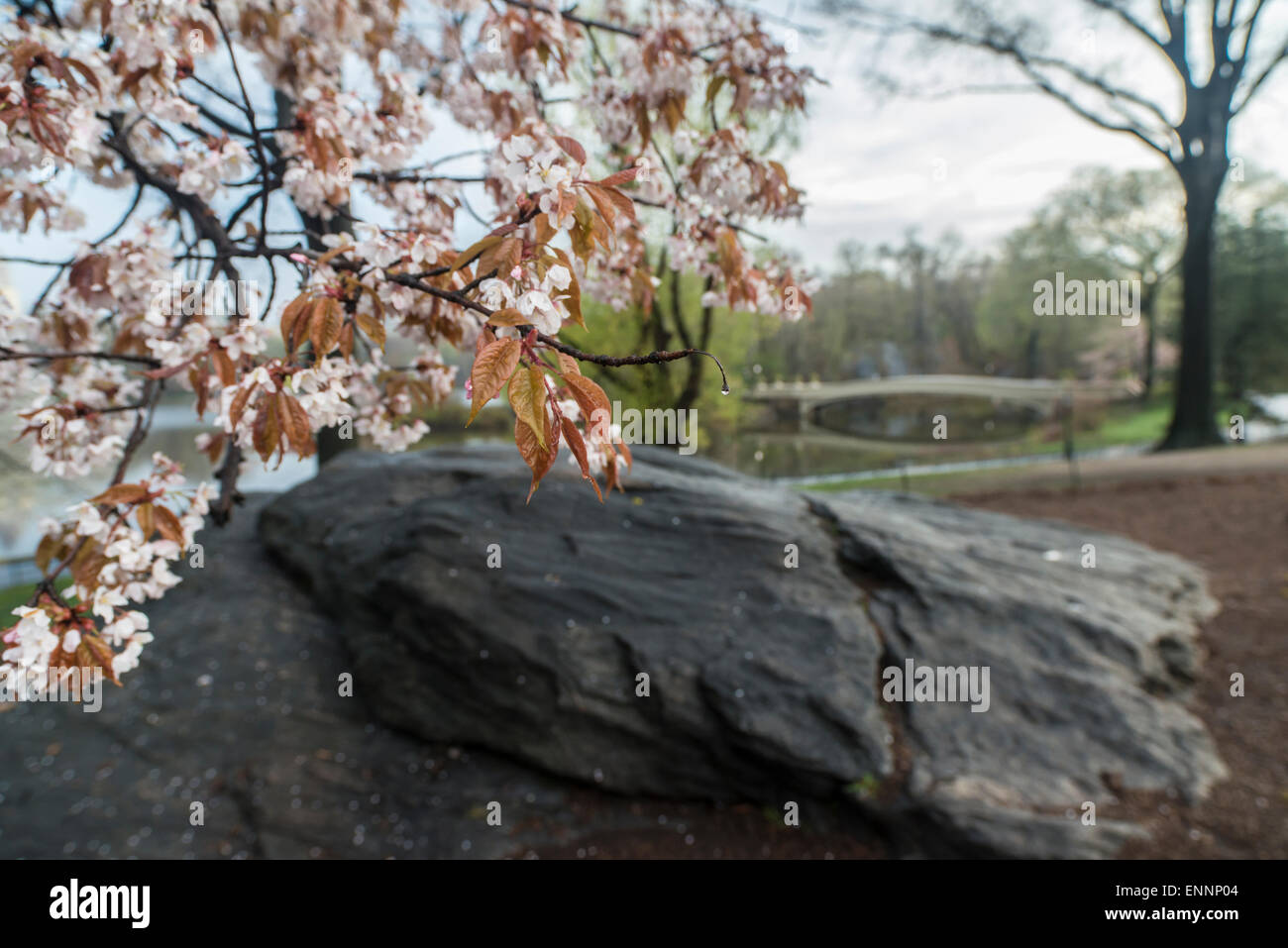 Bow bridge Central Park, New York City in early spring morning with ...
