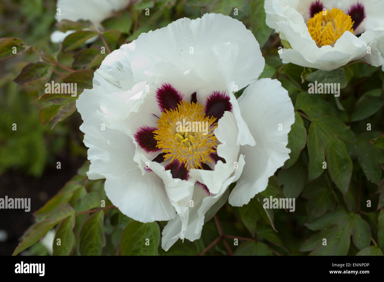 Rock's peony Paeonia rockii in a border at RHS Garden Rosemoor a spring ...