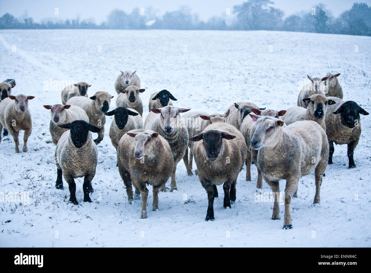 Sheep during a winter snow storm in February. Snowy field village of ...