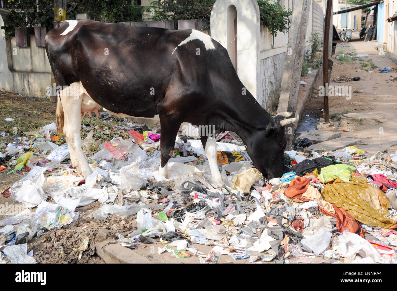 Hungry Brahmin cow eating trash on the street of Mysore on India Stock ...