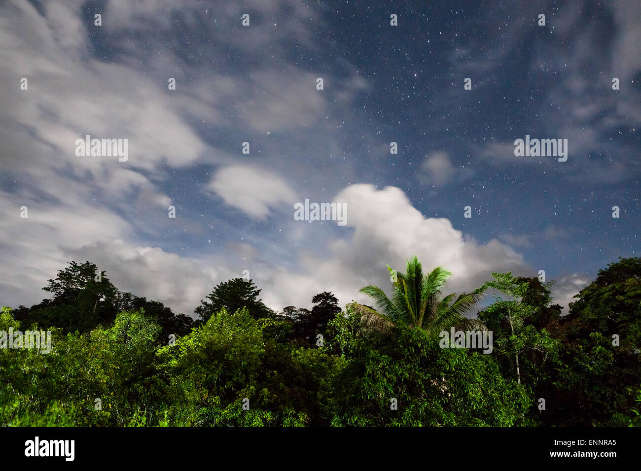 Rainforest night sky hi-res stock photography and images - Alamy