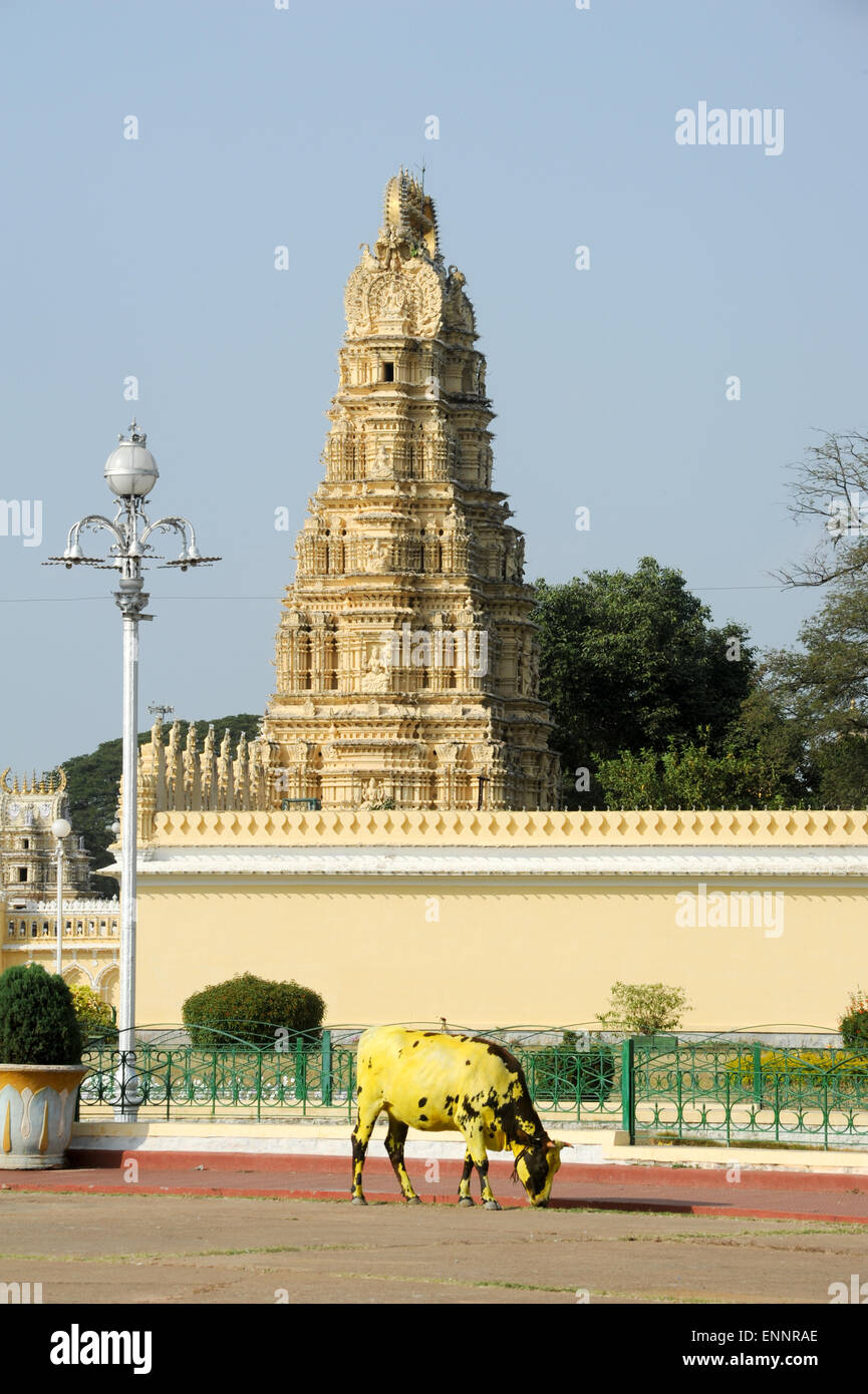 A cow in front of Sri Bhuvaneshwari temple close to Mysore palace on ...
