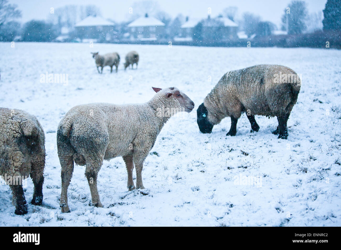 Sheep during a winter snow storm in February. Snowy field village of ...