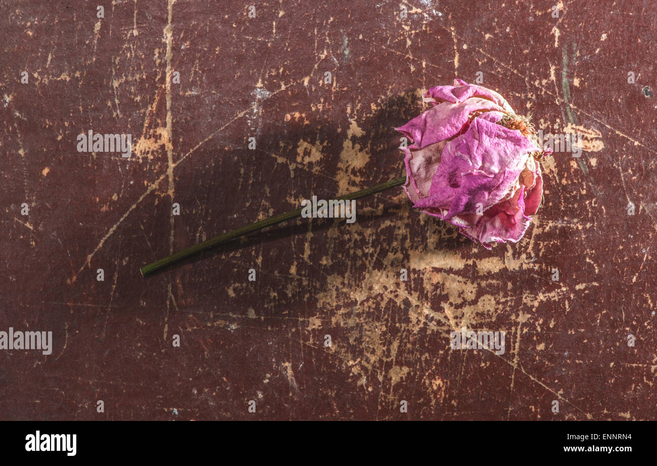 Withered flower isolated hi-res stock photography and images - Alamy