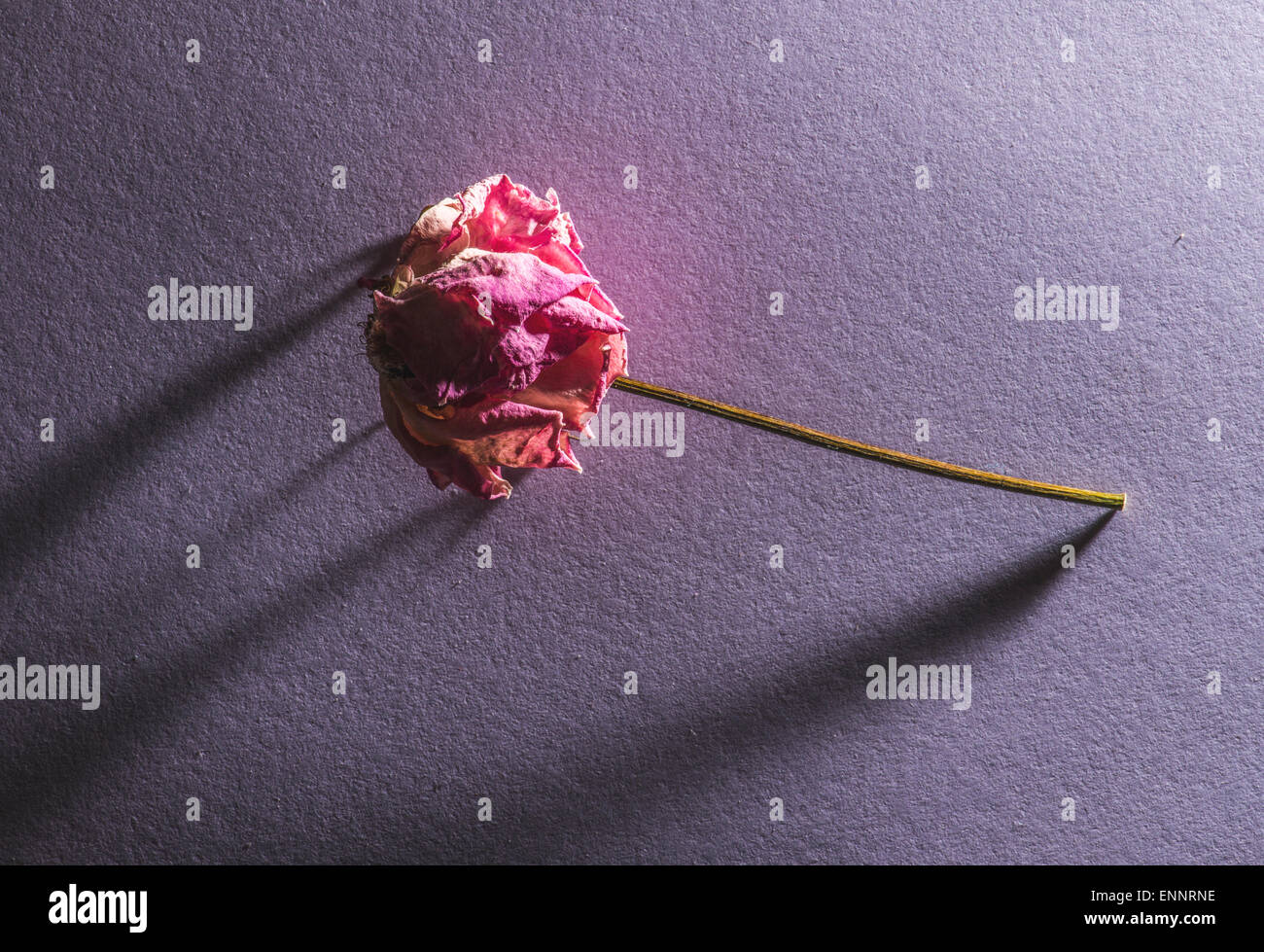 Withered flower hi-res stock photography and images - Alamy