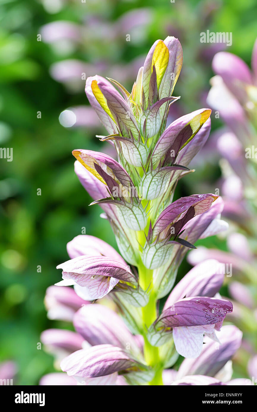 Bears breeches hi-res stock photography and images - Alamy