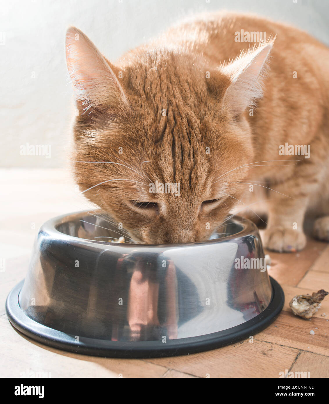 Orange cat eating in the floor Stock Photo - Alamy