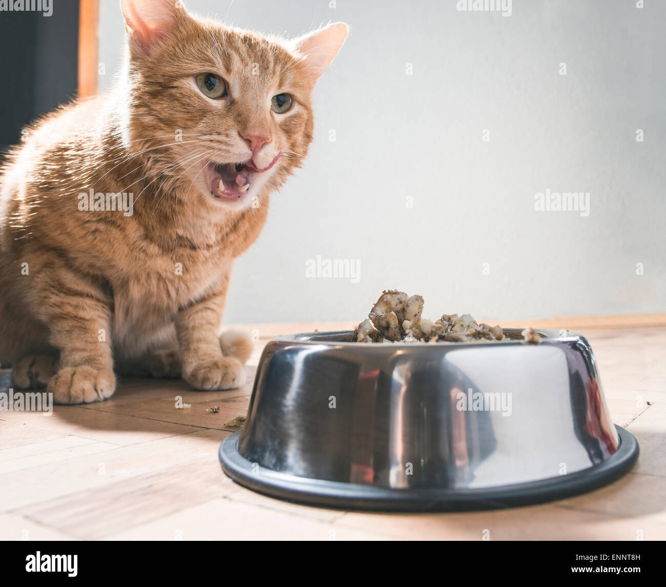 Orange cat eating in the floor Stock Photo - Alamy