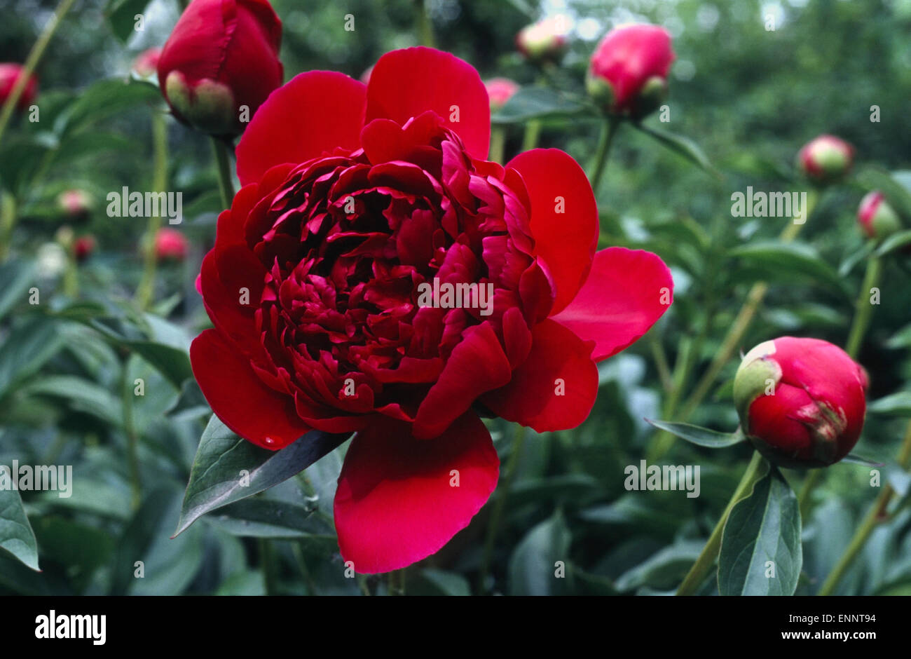 garden peony flowers Stock Photo - Alamy