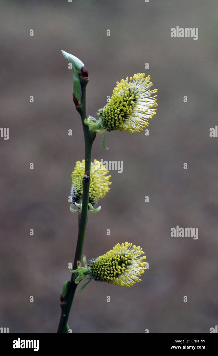 Spring blooming willow tree hi-res stock photography and images - Alamy