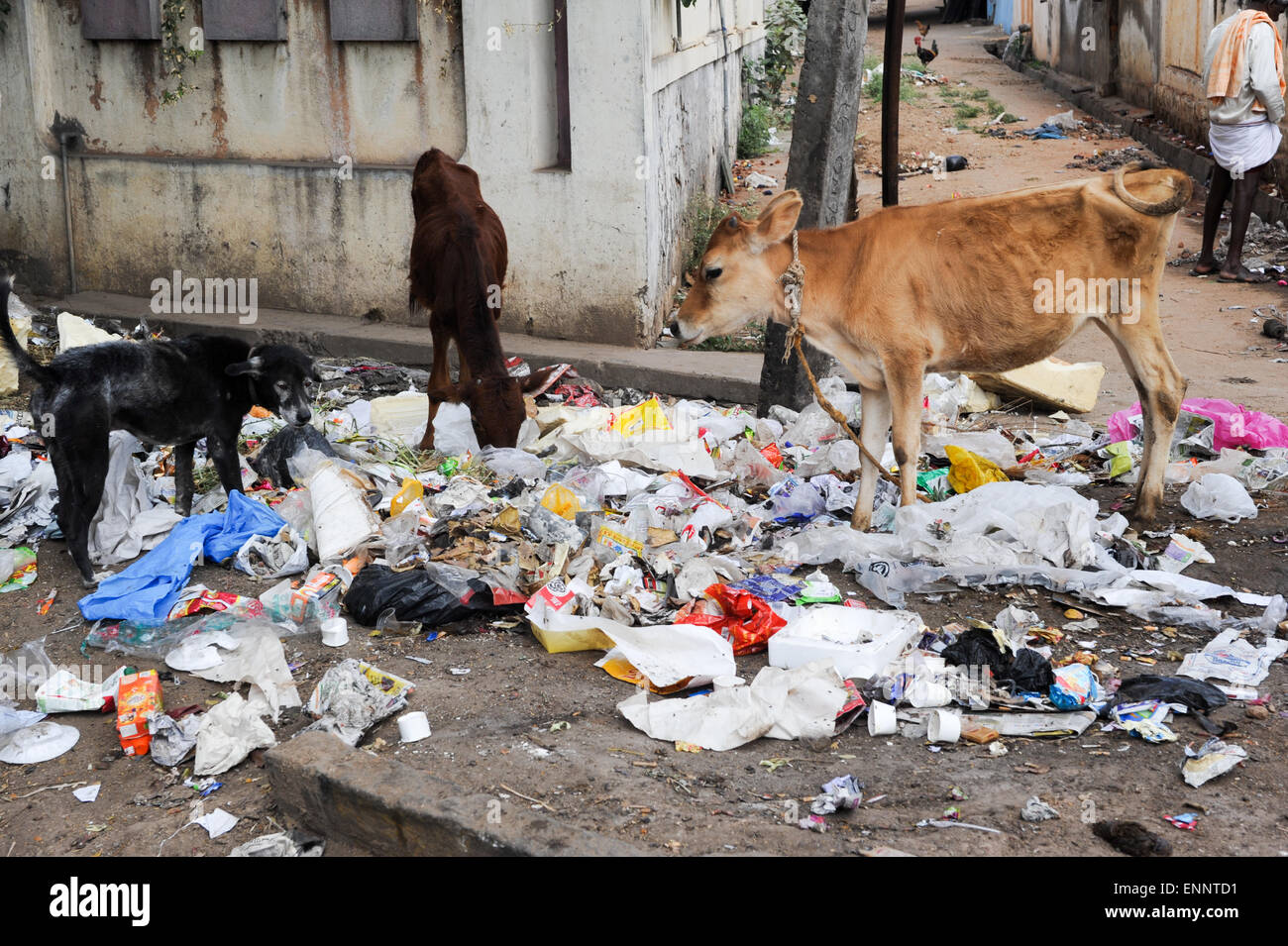 Hungry Brahmin cow eating trash on the street of Mysore on India Stock ...