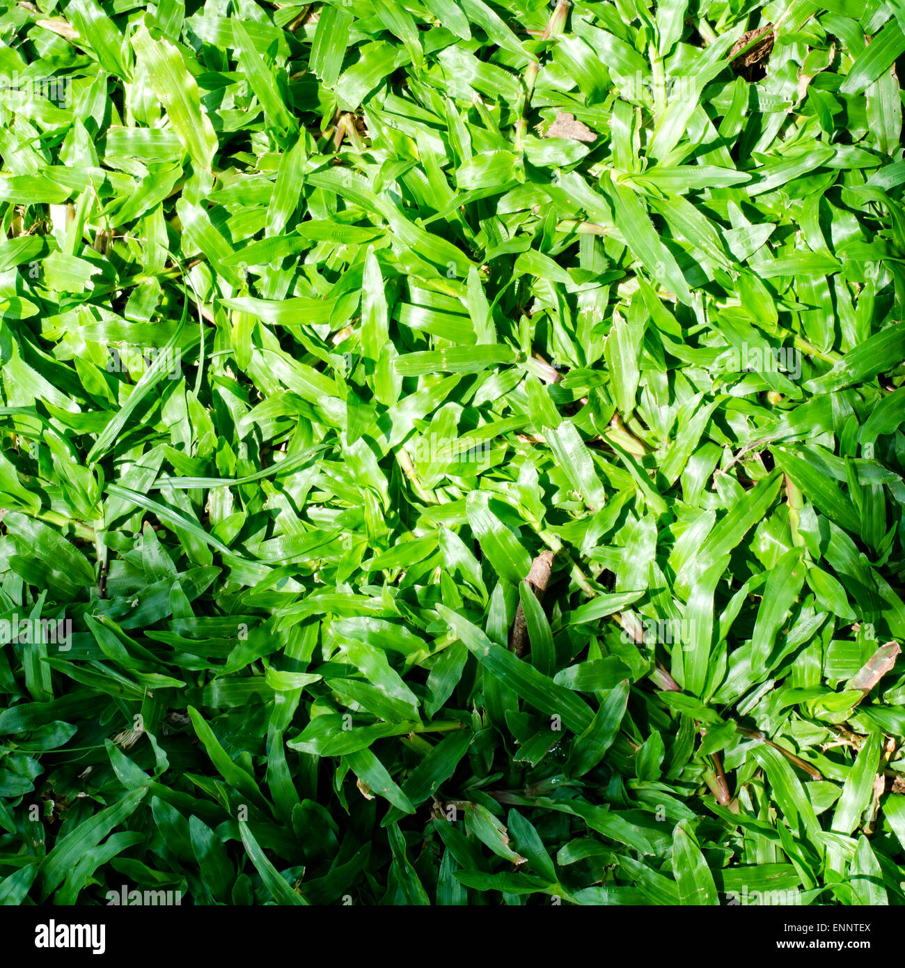 shadow on green grass background Stock Photo - Alamy