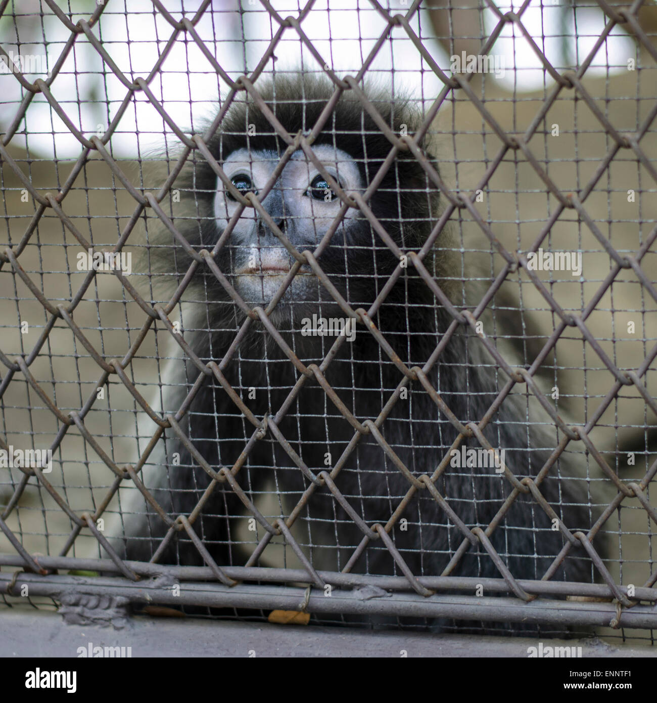sad crying monkey in cage in Thailand zoo Stock Photo - Alamy