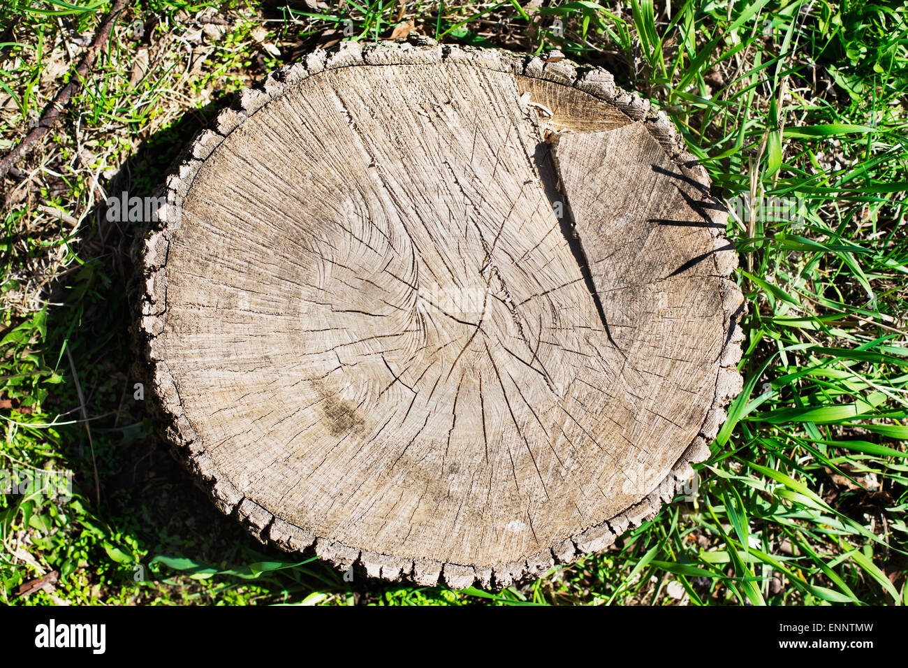 Tree Rings of stump among the grass Stock Photo - Alamy