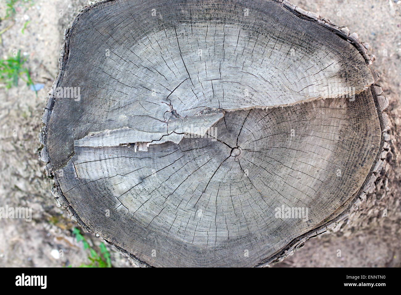 Tree Rings of old and split stump Stock Photo - Alamy
