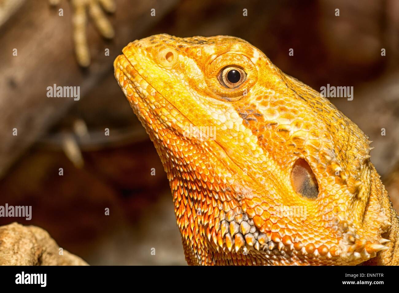 Detail of the head agamy in a terrarium Stock Photo - Alamy
