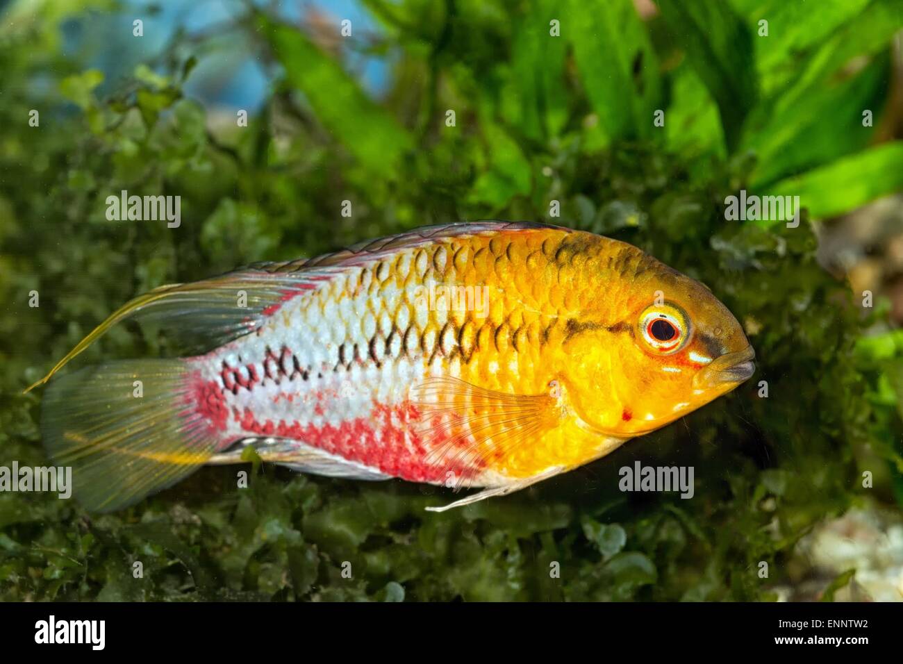 Tropical freshwater aquarium fish from genus Apistogramma Stock Photo ...