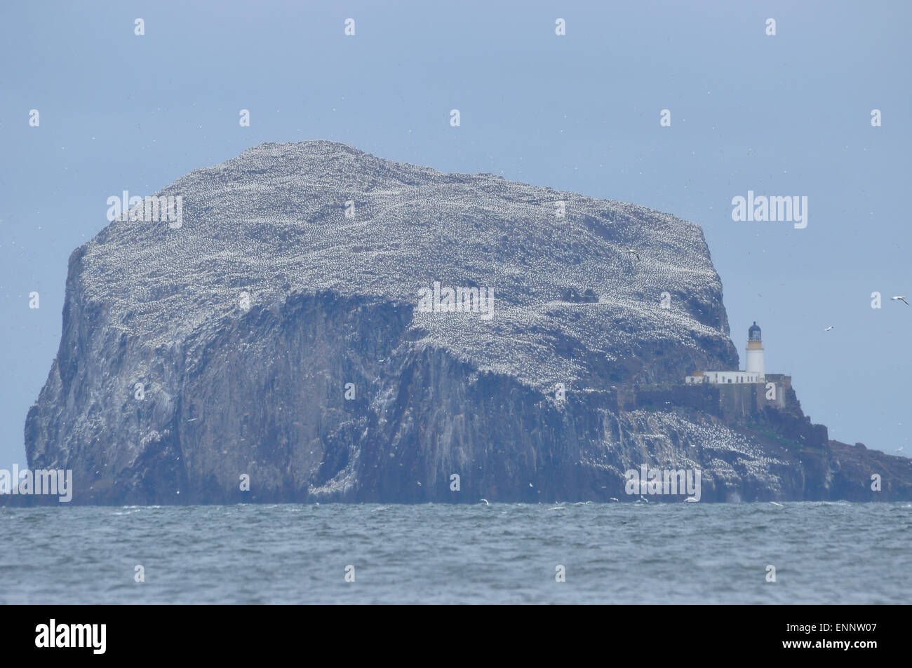 Bass rock and birds hi-res stock photography and images - Alamy