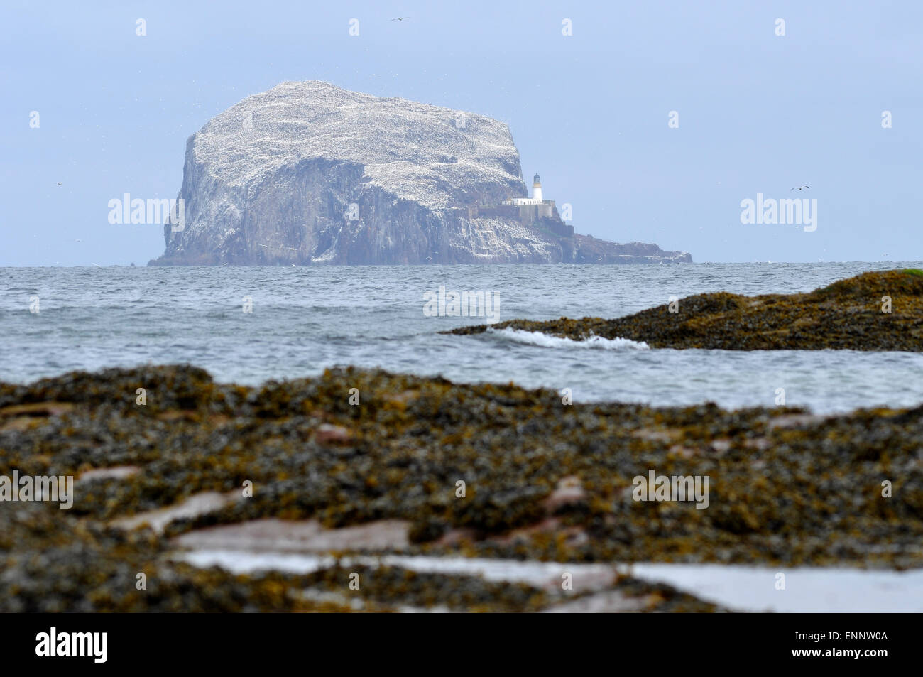 Bass rock and birds hi-res stock photography and images - Alamy