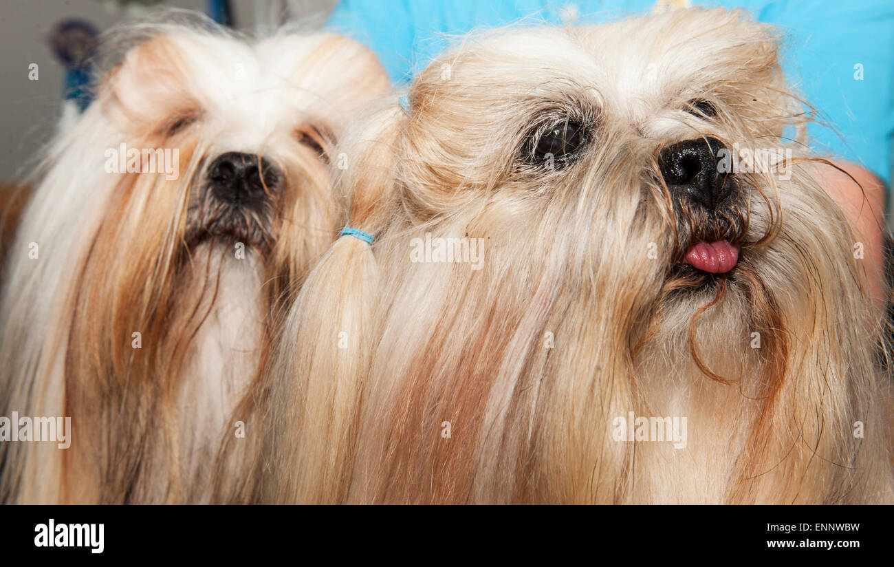 Excel, London, UK. 9th May, 2015. 5th London Pet Show features cats ...