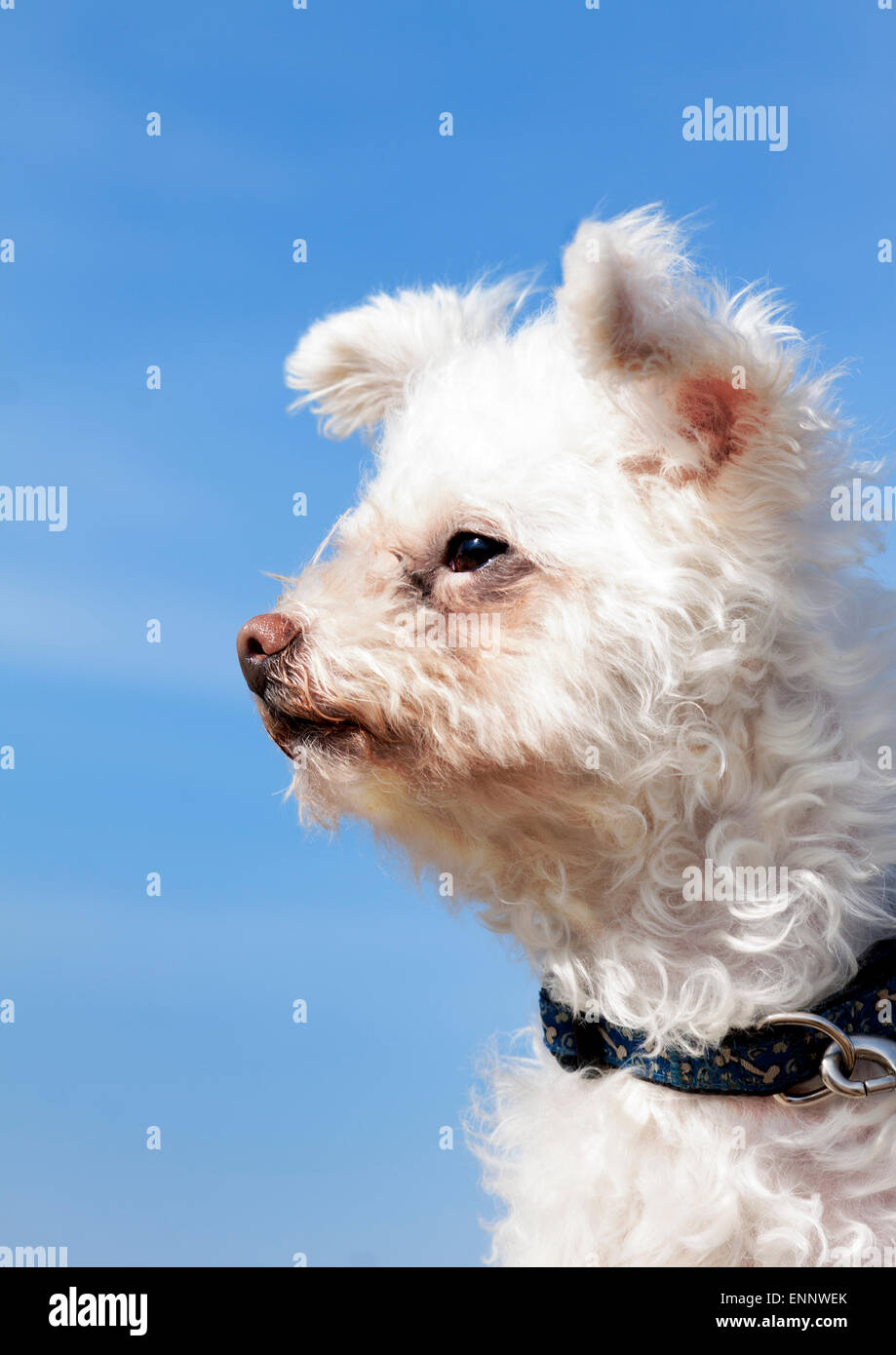 Photograph of beautiful white dog with blue sky Stock Photo - Alamy