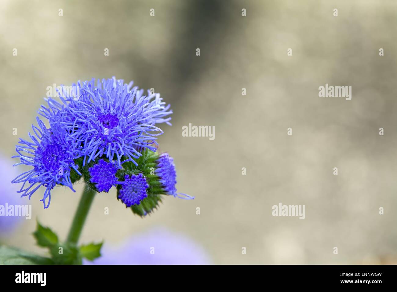 Nice flower with violet blossom with blurred background Stock Photo - Alamy