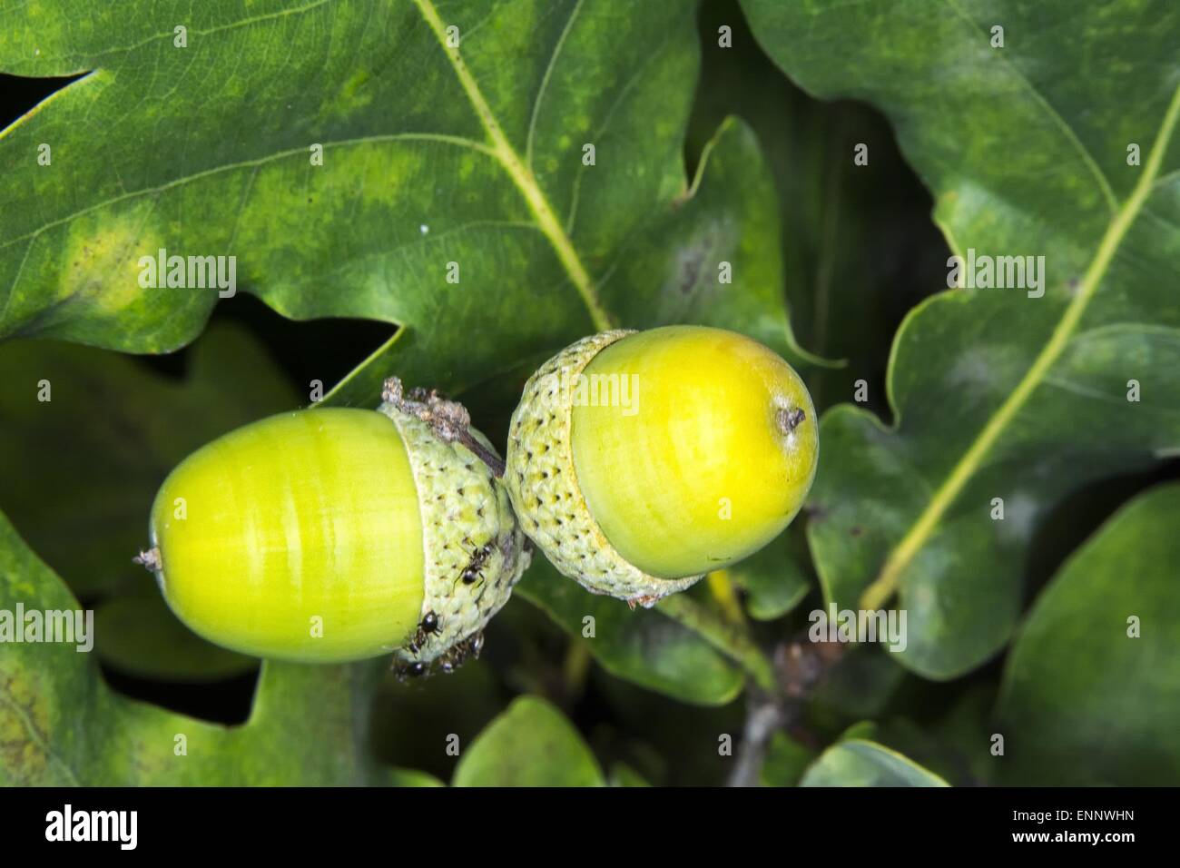 Oak ants hi-res stock photography and images - Alamy
