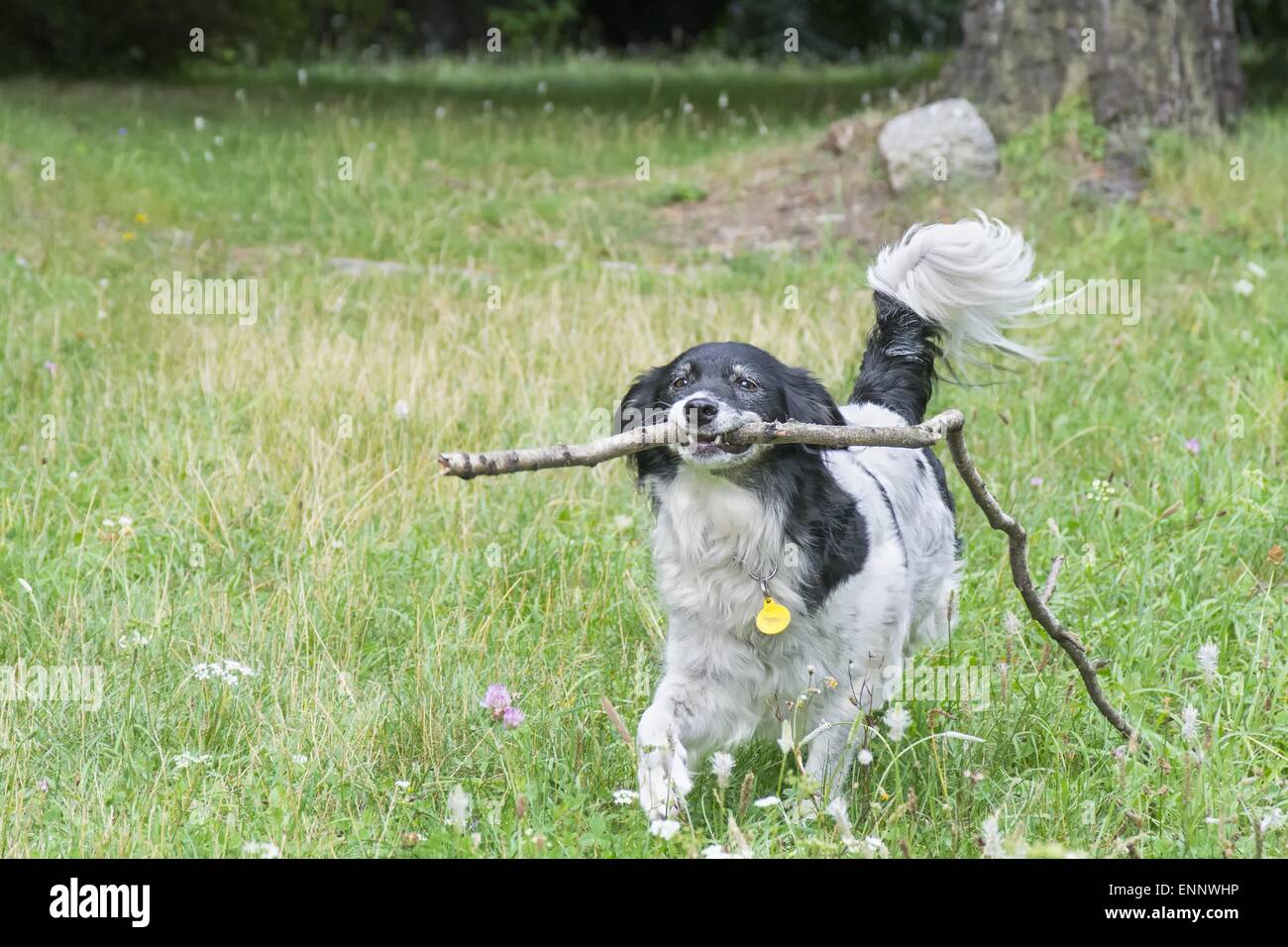 Running dog with stick in park Stock Photo - Alamy