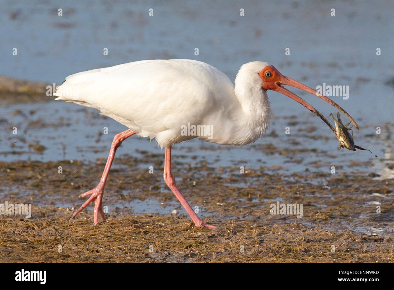 American white ibis feeding hi-res stock photography and images - Alamy