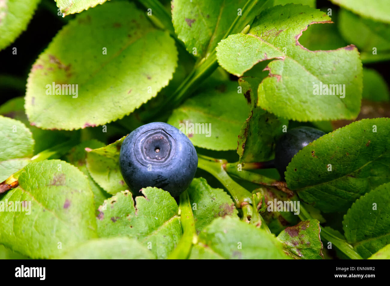Healthy snack in the woods hi-res stock photography and images - Alamy