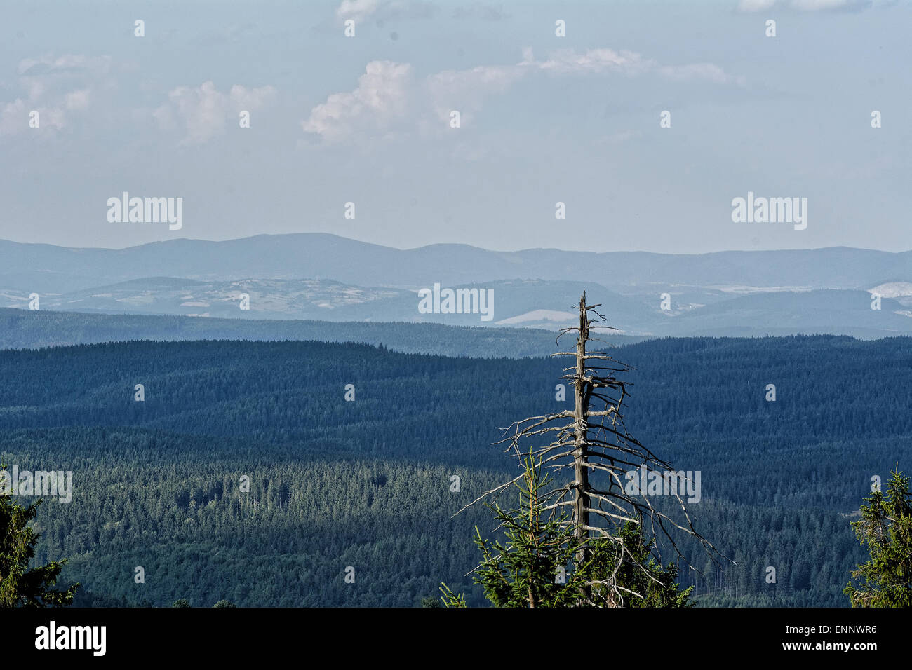 Nice summer mountain view with trees Stock Photo - Alamy