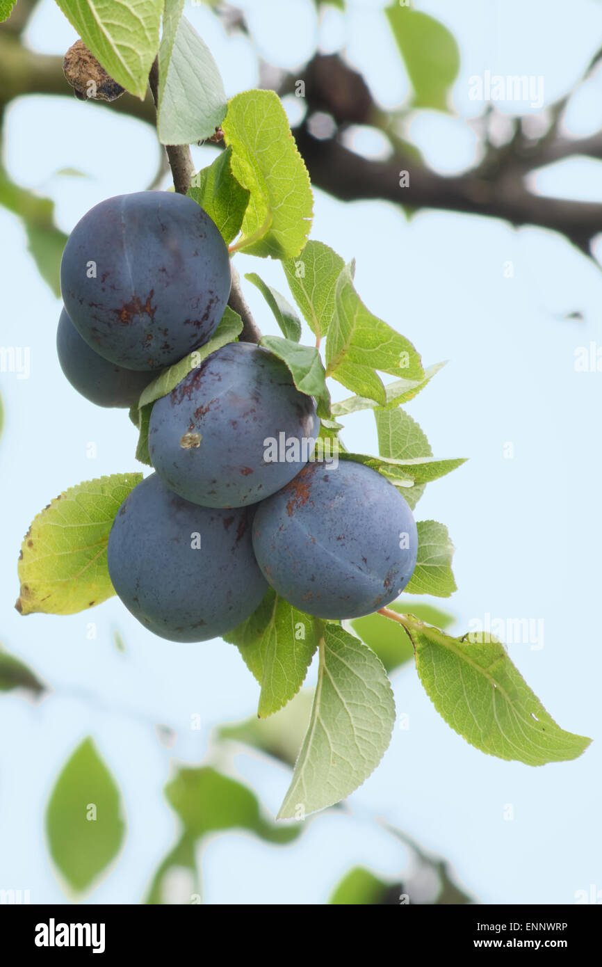 Five ripe plums on a branch Stock Photo - Alamy