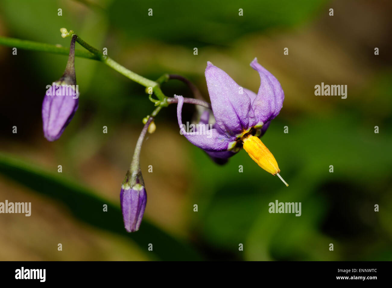 Nice violet flower with yellow center Stock Photo - Alamy