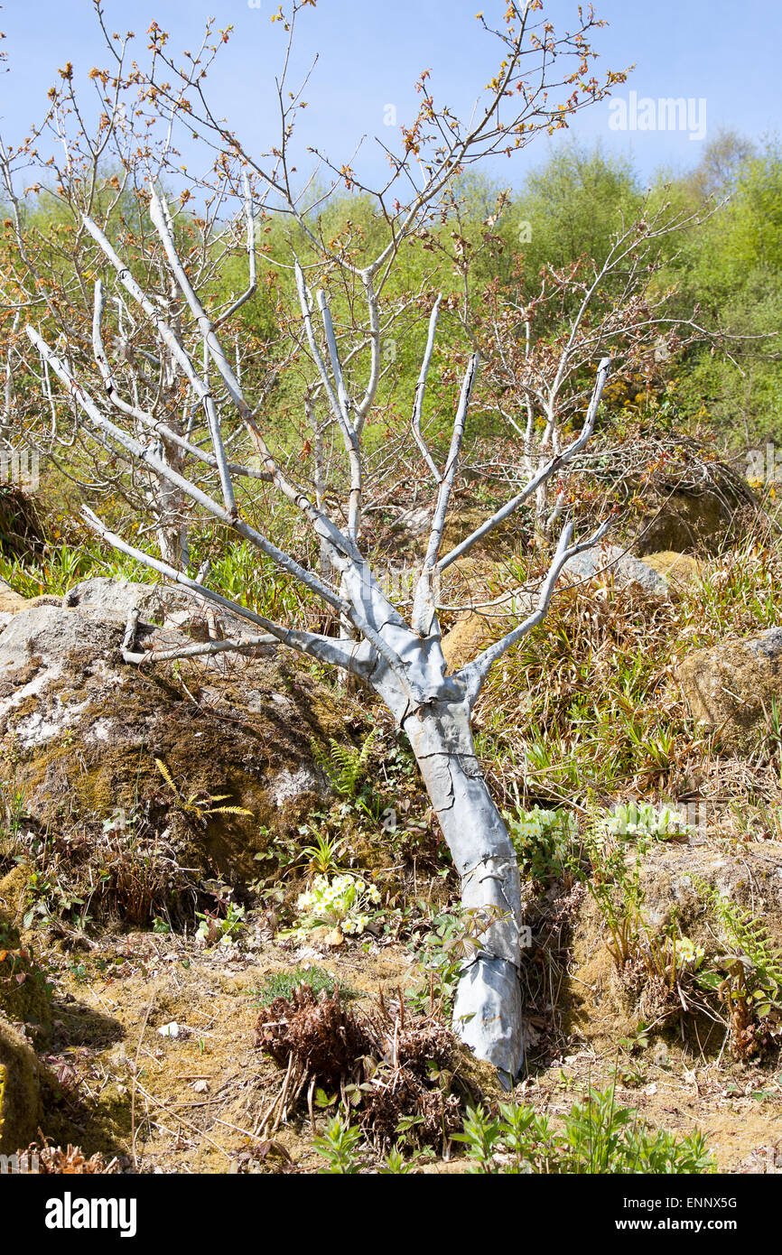 Environmental woodland hi-res stock photography and images - Alamy