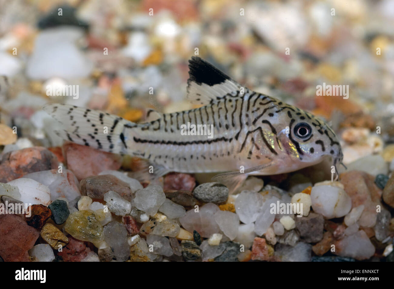 Corydoras fish on the bottom and in the aquarium Stock Photo - Alamy