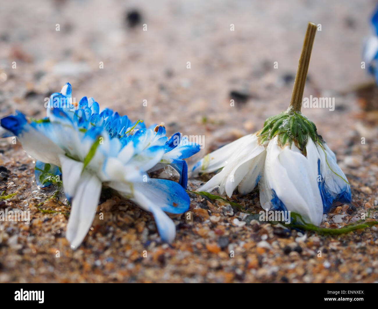 Sandy flower hi-res stock photography and images - Alamy