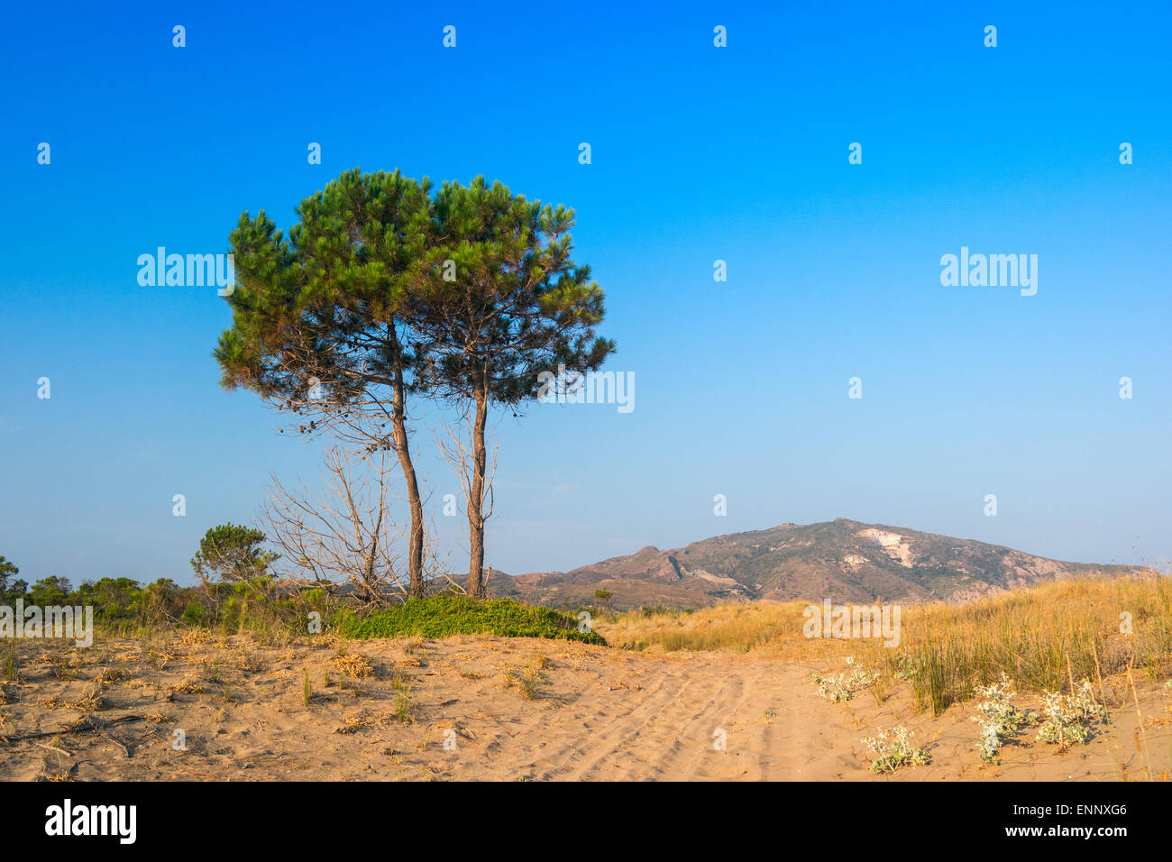 Tree in summer in Zakynthos island, Greece Stock Photo - Alamy
