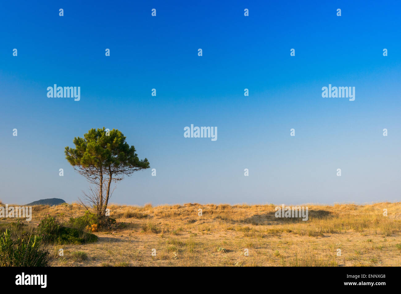 Flower tree greece hi-res stock photography and images - Alamy
