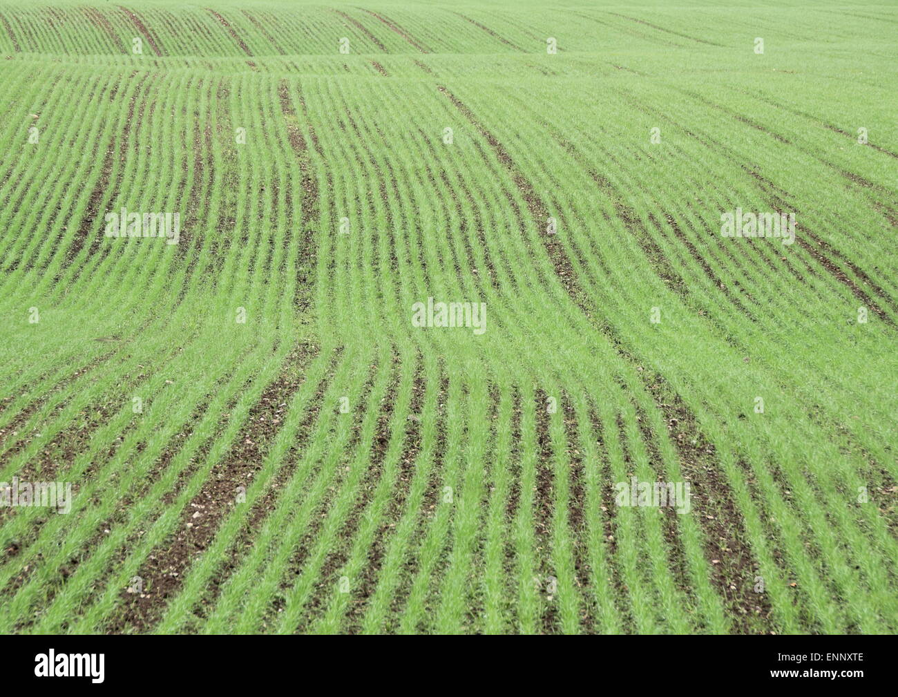 Field crop background hi-res stock photography and images - Alamy