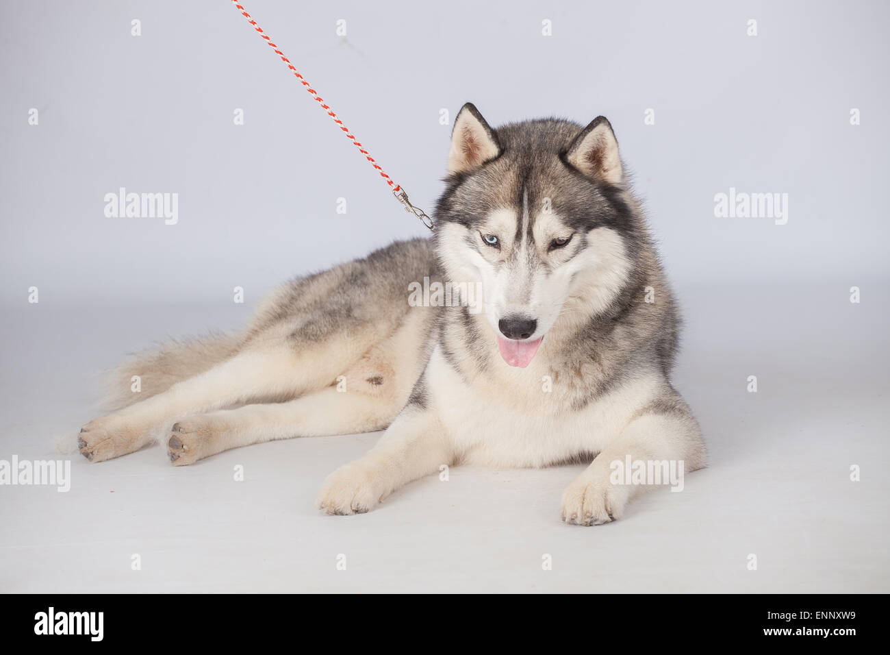 Siberian Husky dog Stock Photo - Alamy