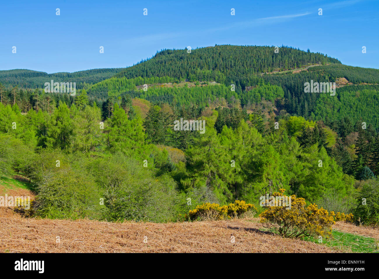 Whinlatter Forest, Lake District National Park, Cumbria, England UK ...