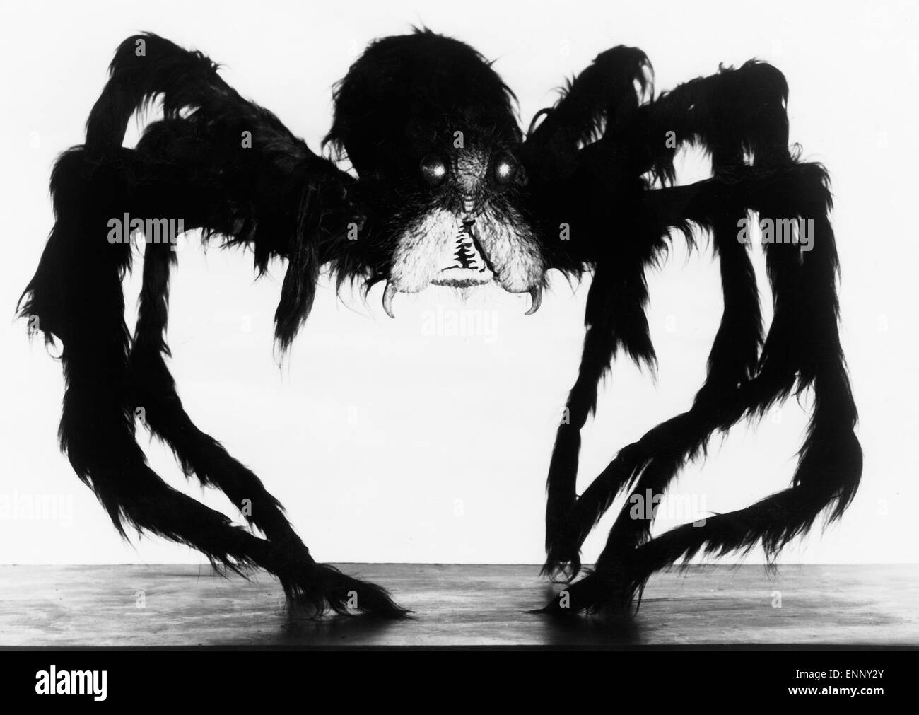 Riesenspinne hi-res stock photography and images - Alamy